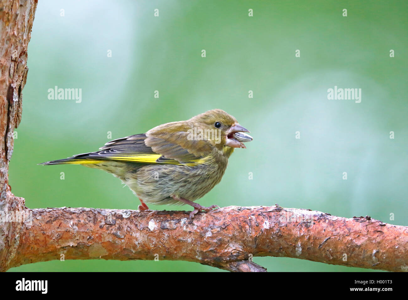 Juvenile greenfinch High Resolution Stock Photography and Images - Alamy