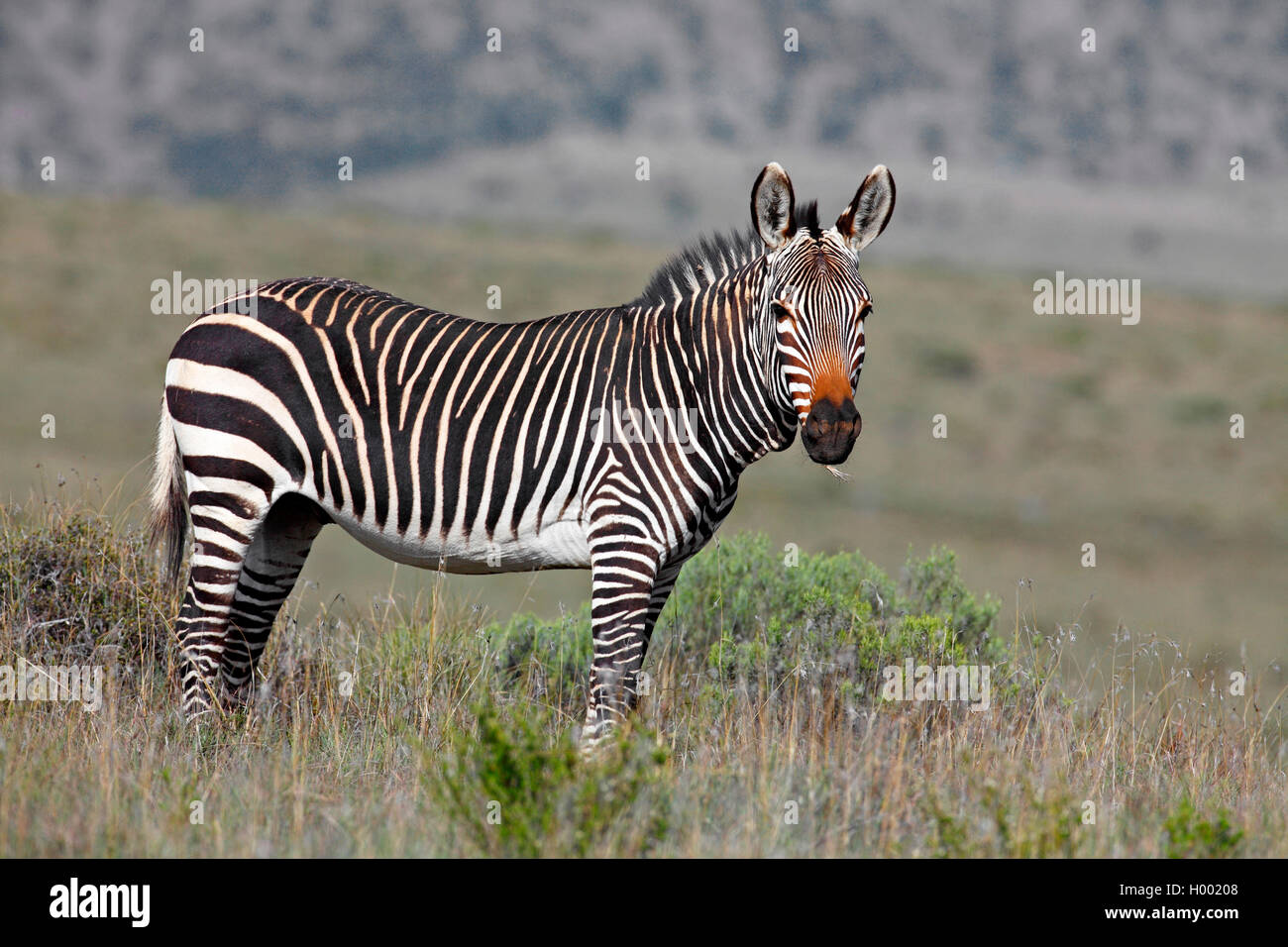 Cape Mountain Zebra, Mountain Zebra (Equus zebra zebra), stands in ...
