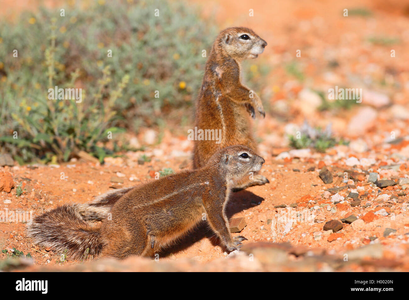 South African ground squirrel, Cape ground squirrel (Geosciurus inauris ...