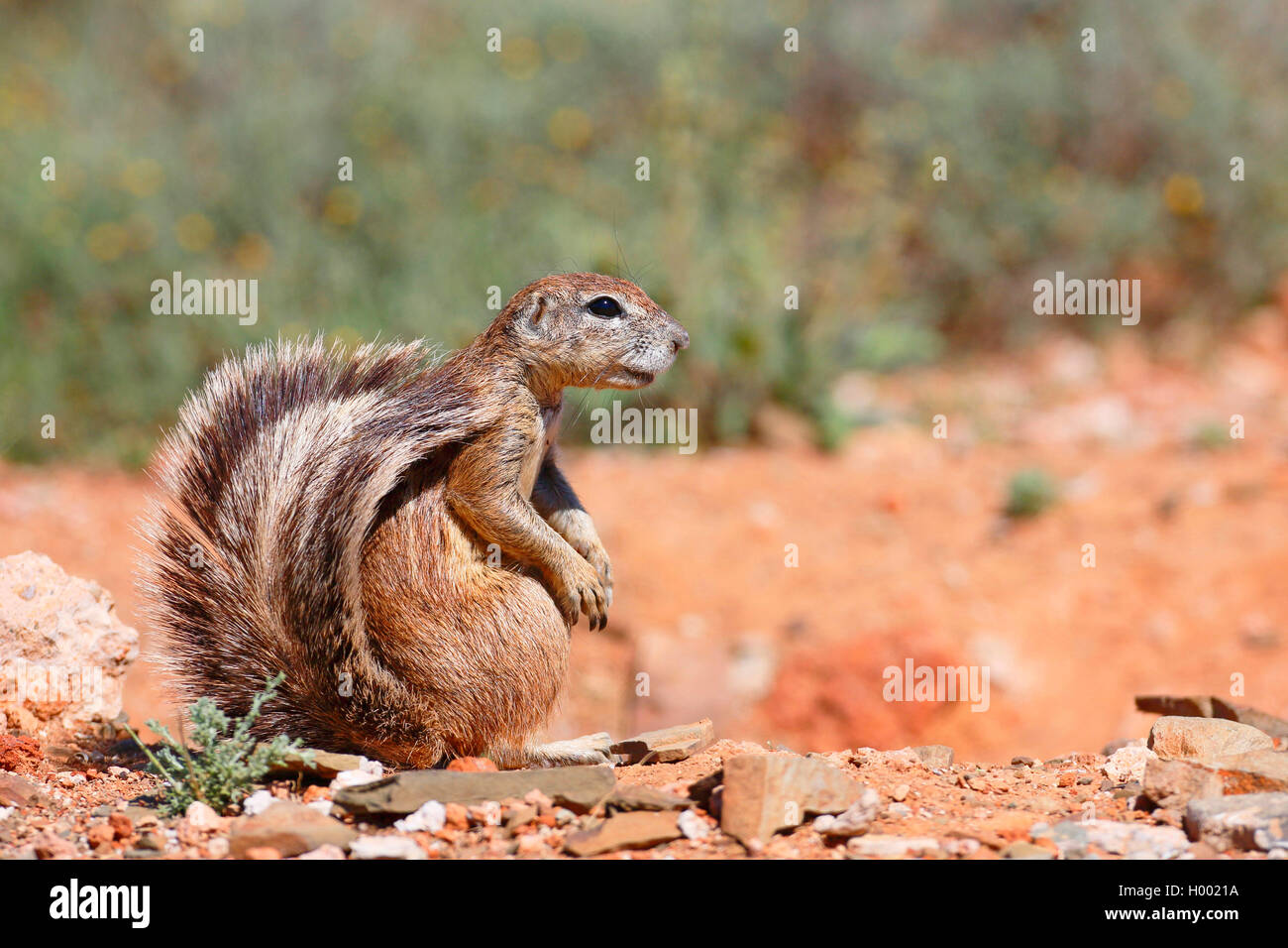South African ground squirrel, Cape ground squirrel (Geosciurus inauris ...