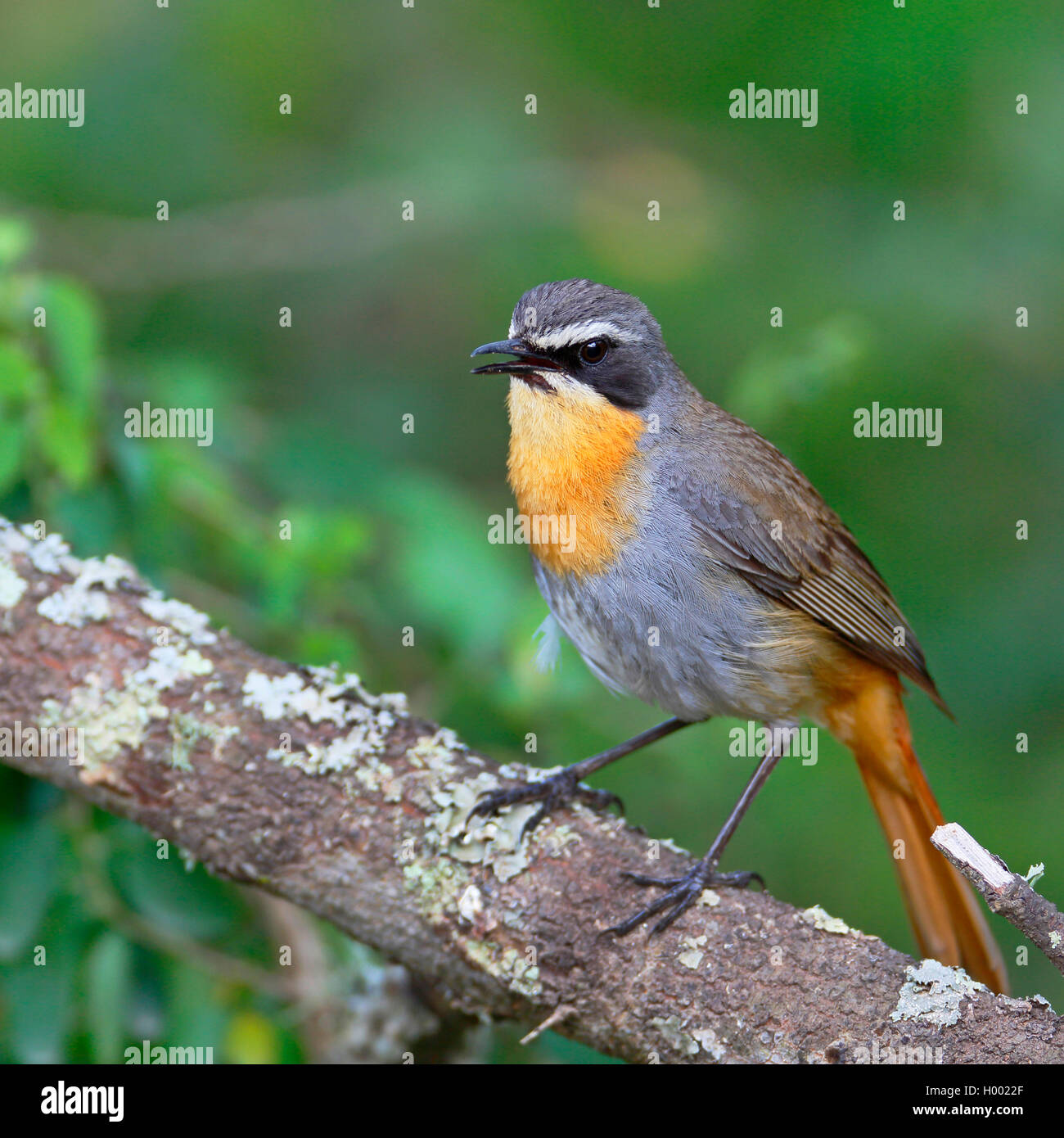 Cape robin chat in south africa hi-res stock photography and images - Alamy