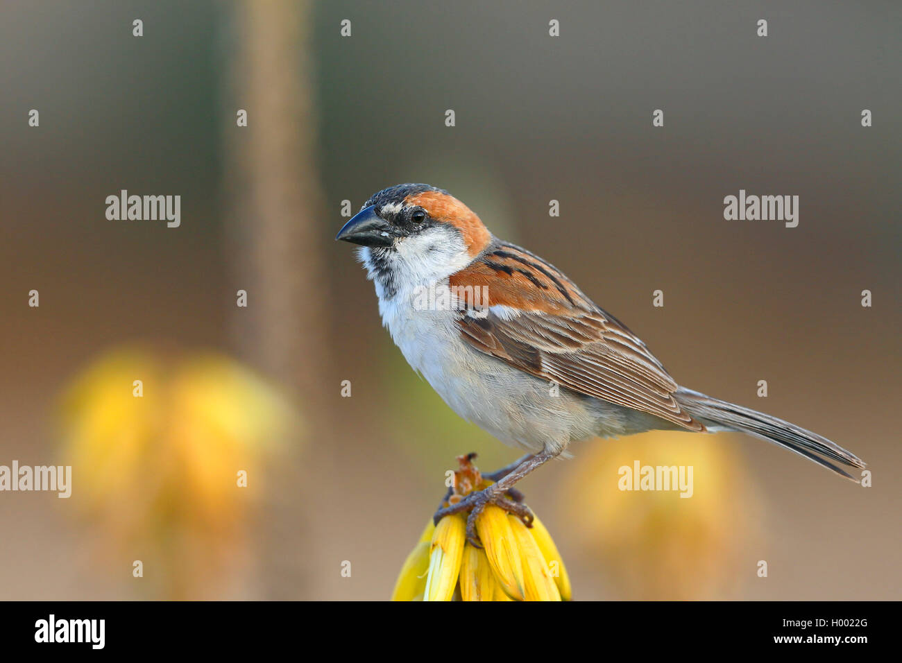 Kapverden-Sperling, Kapverdensperling (Passer iagoensis), Maennchen ...