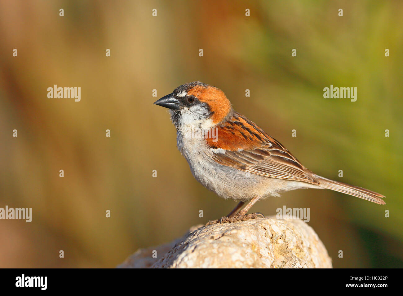 Birds of cape verde islands hi-res stock photography and images - Alamy