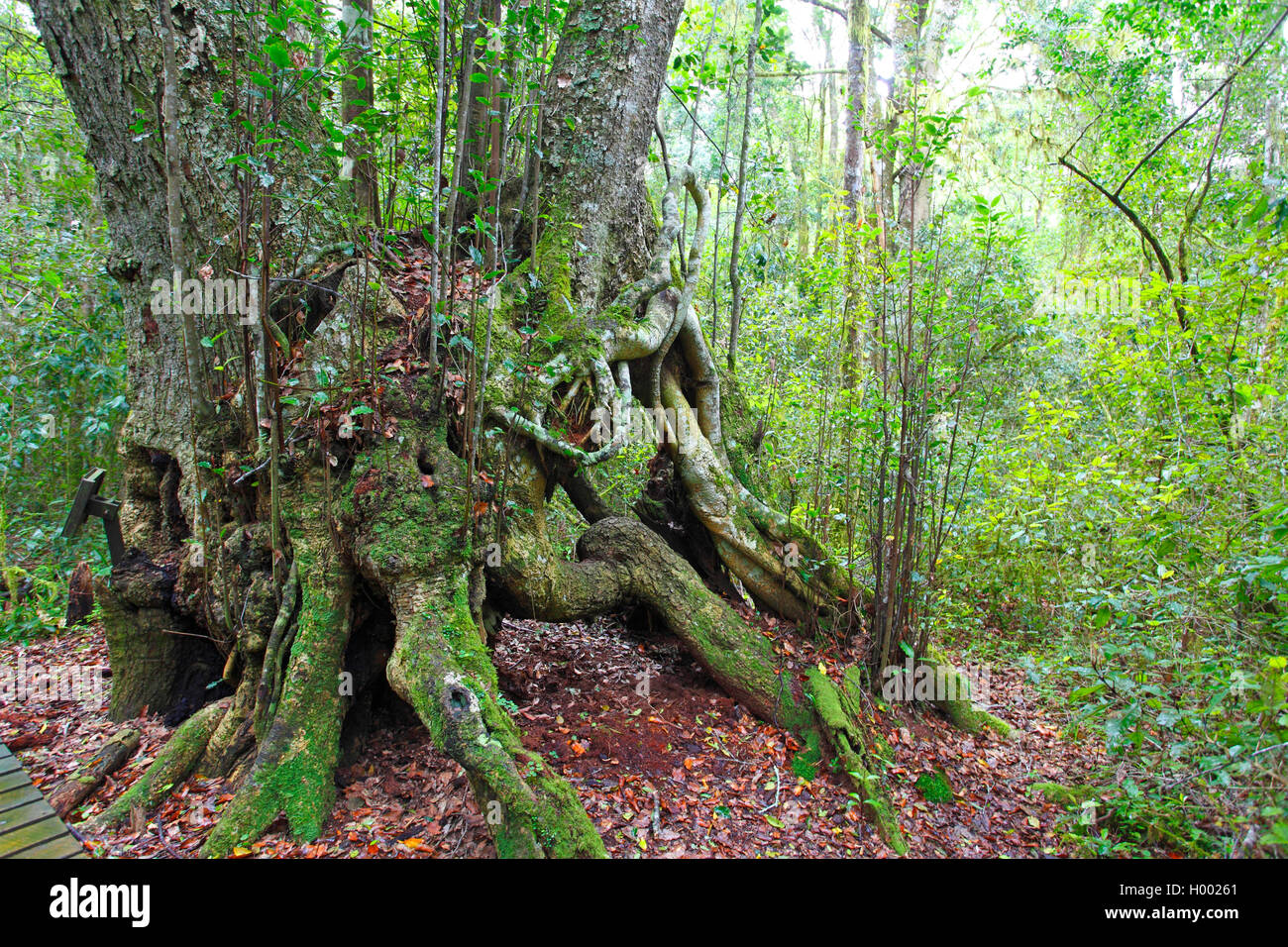 very old Tree in Knysna jungle north of Knysna, South Africa, Western ...