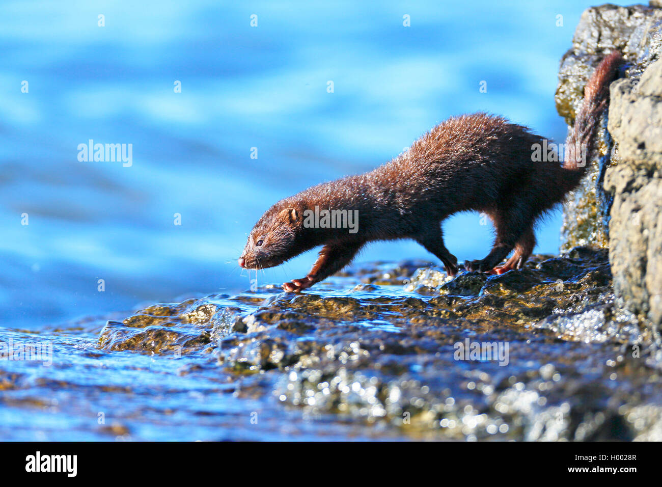 Mink animal hi-res stock photography and images - Alamy