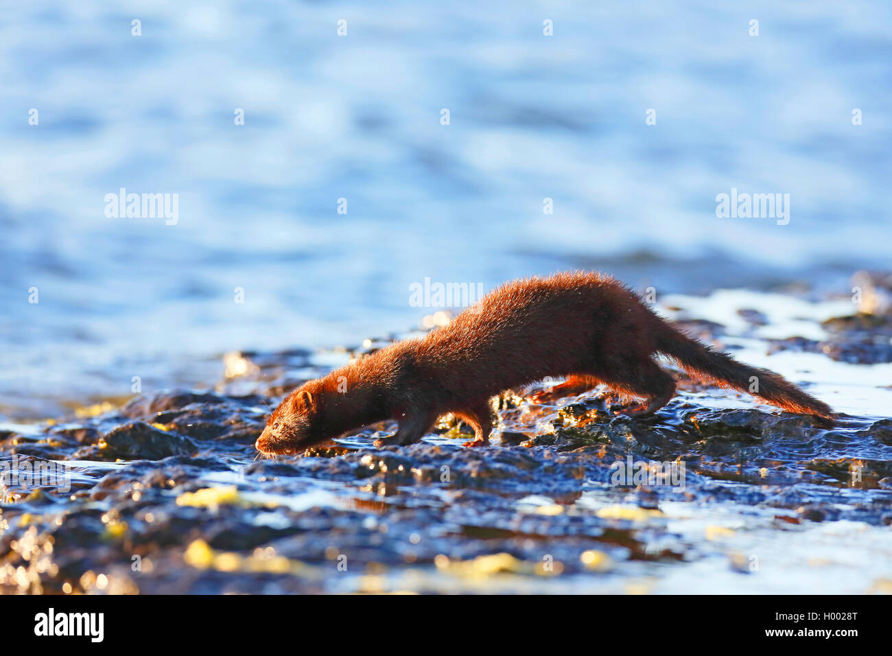 Mink animal hi-res stock photography and images - Alamy