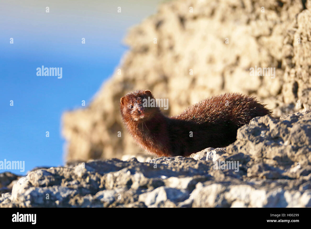 Mink sitting on rock hi-res stock photography and images - Alamy