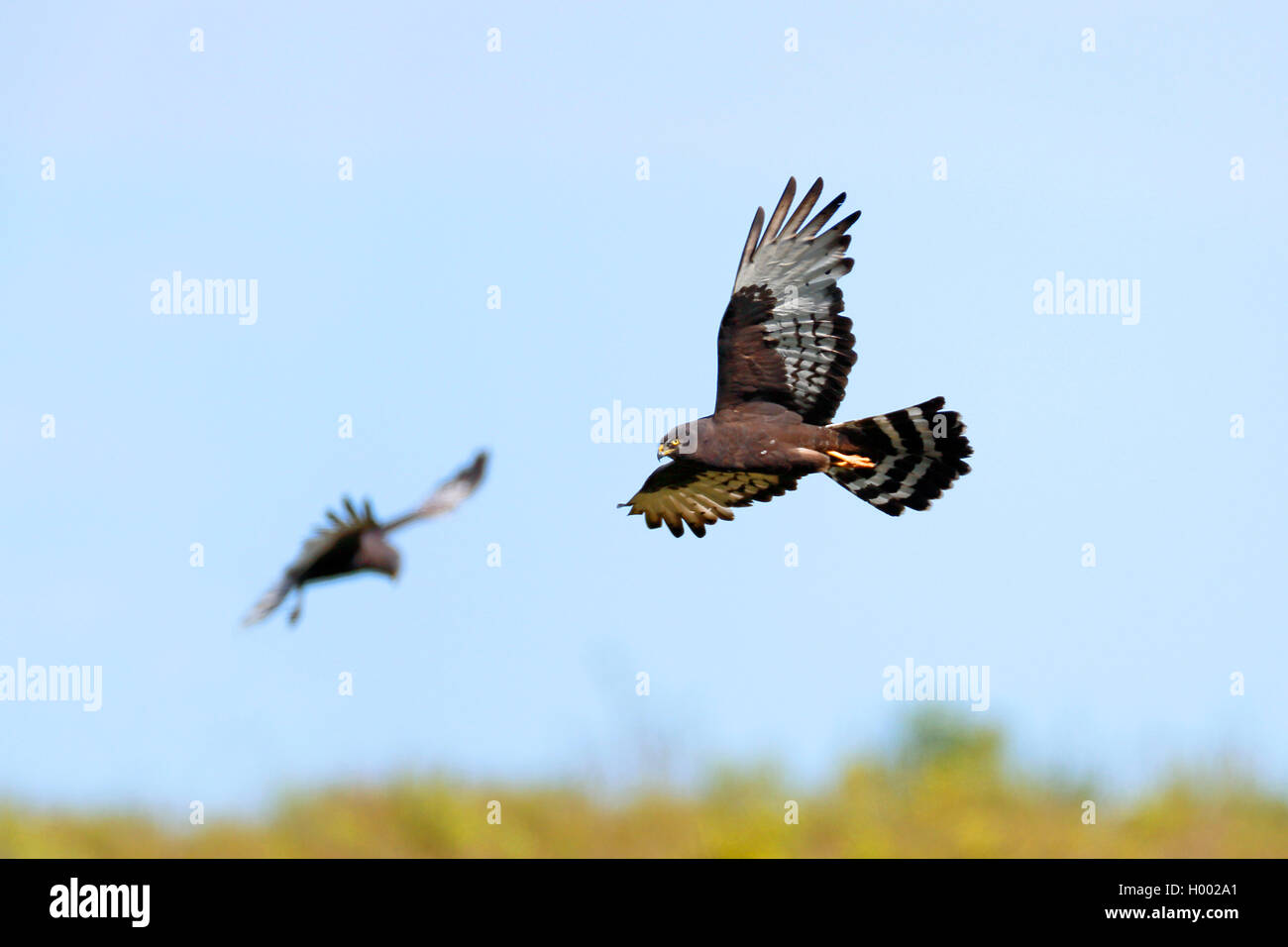 black harrier (Circus maurus), pair flying, South Africa, Western Cape ...