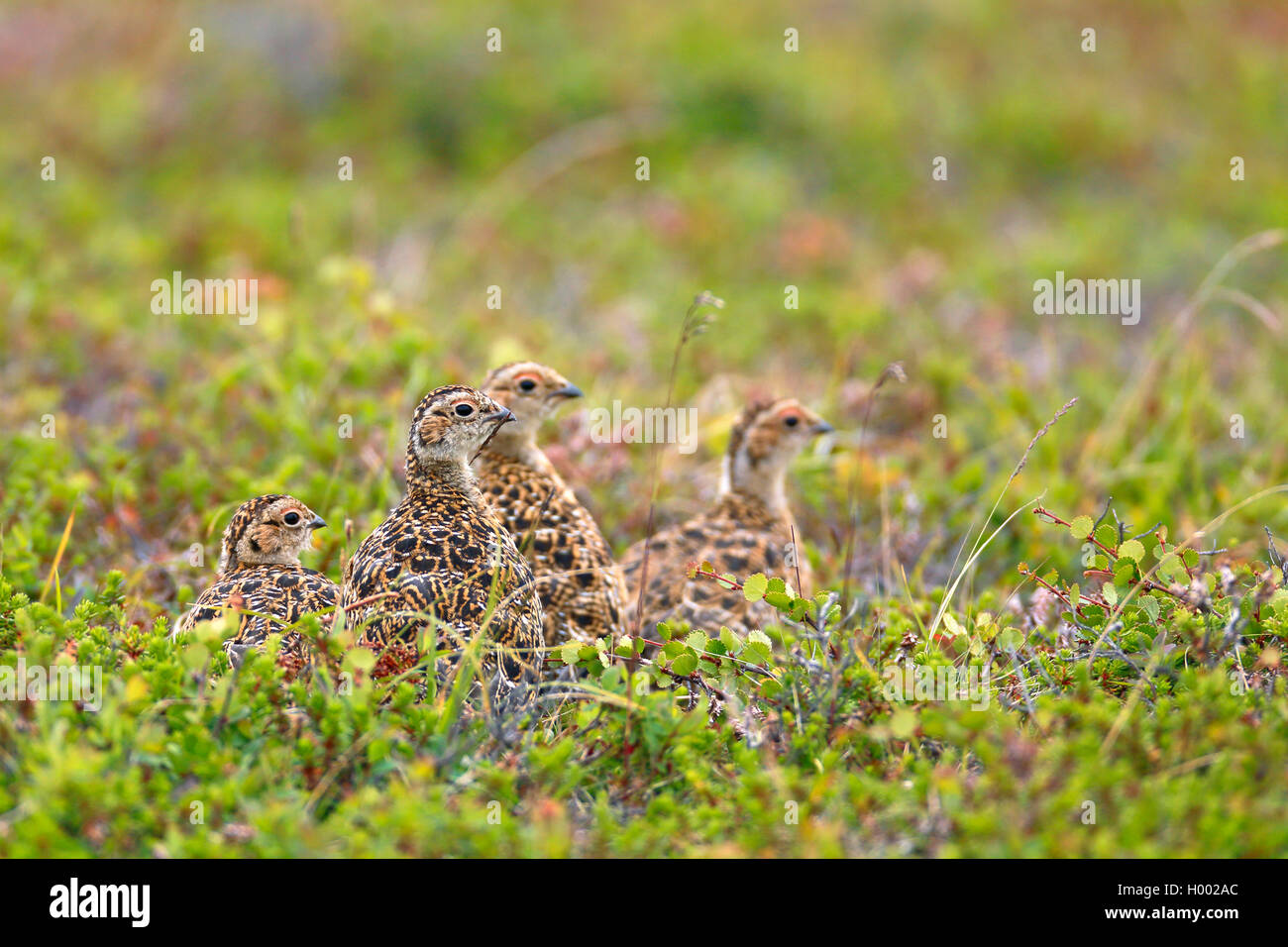 Ptarmigan chicks hi-res stock photography and images - Alamy