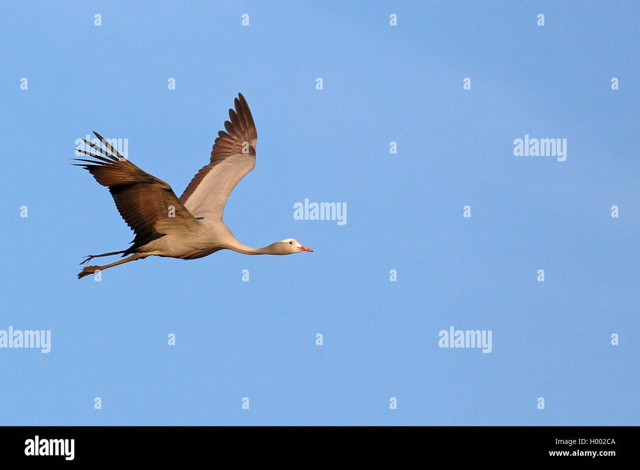 stanley crane, blue crane (Anthropoides paradisea), flying, South ...