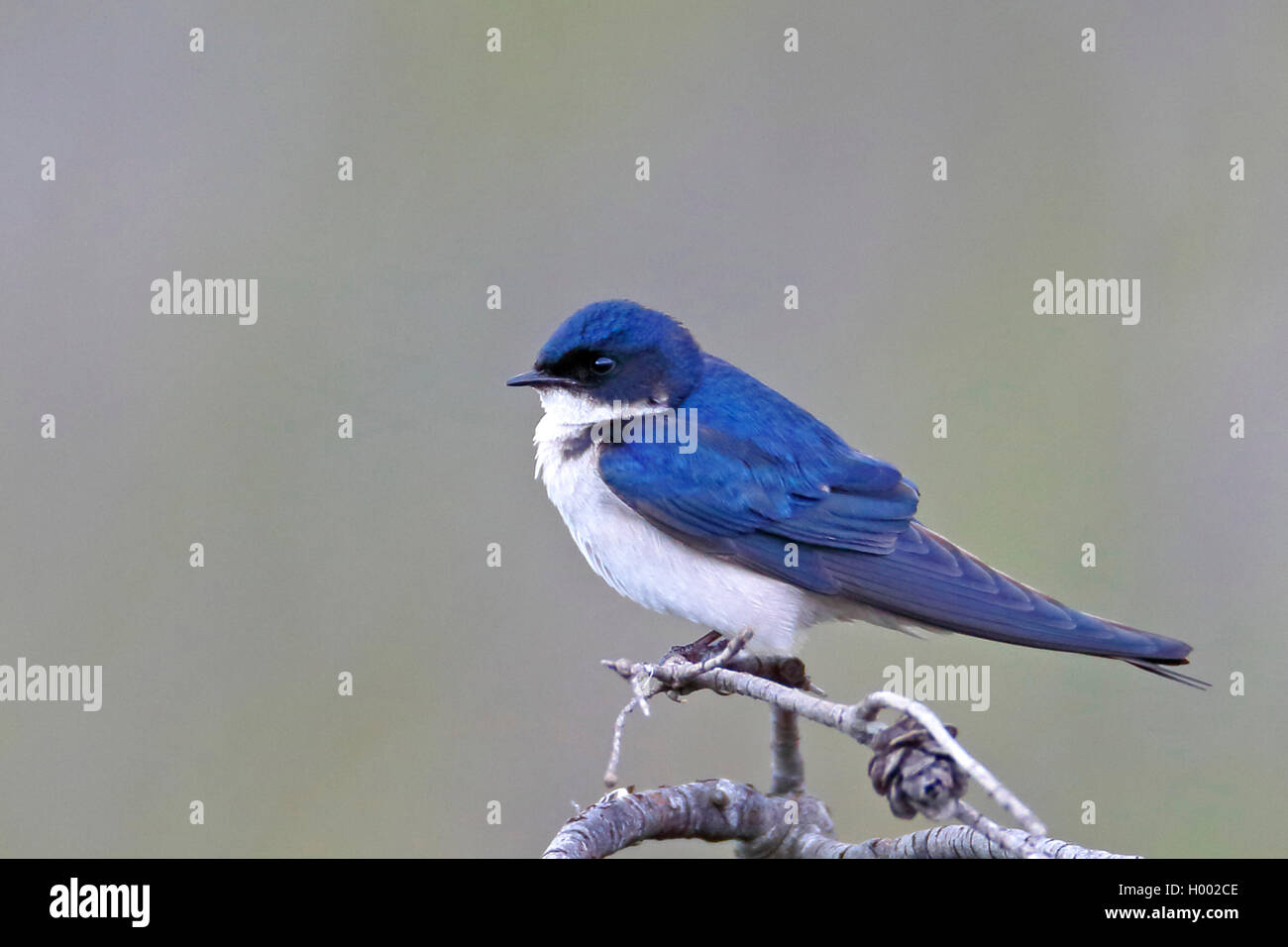 South African Swallow High Resolution Stock Photography and Images - Alamy