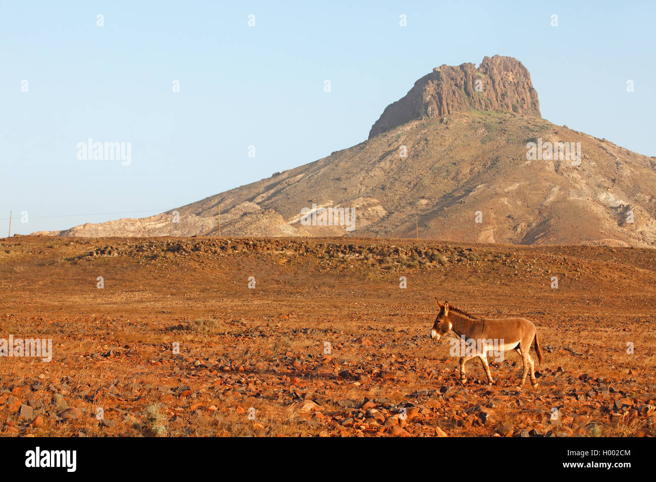 Domestic donkey (Equus asinus asinus), donkey in semidesert in front of ...