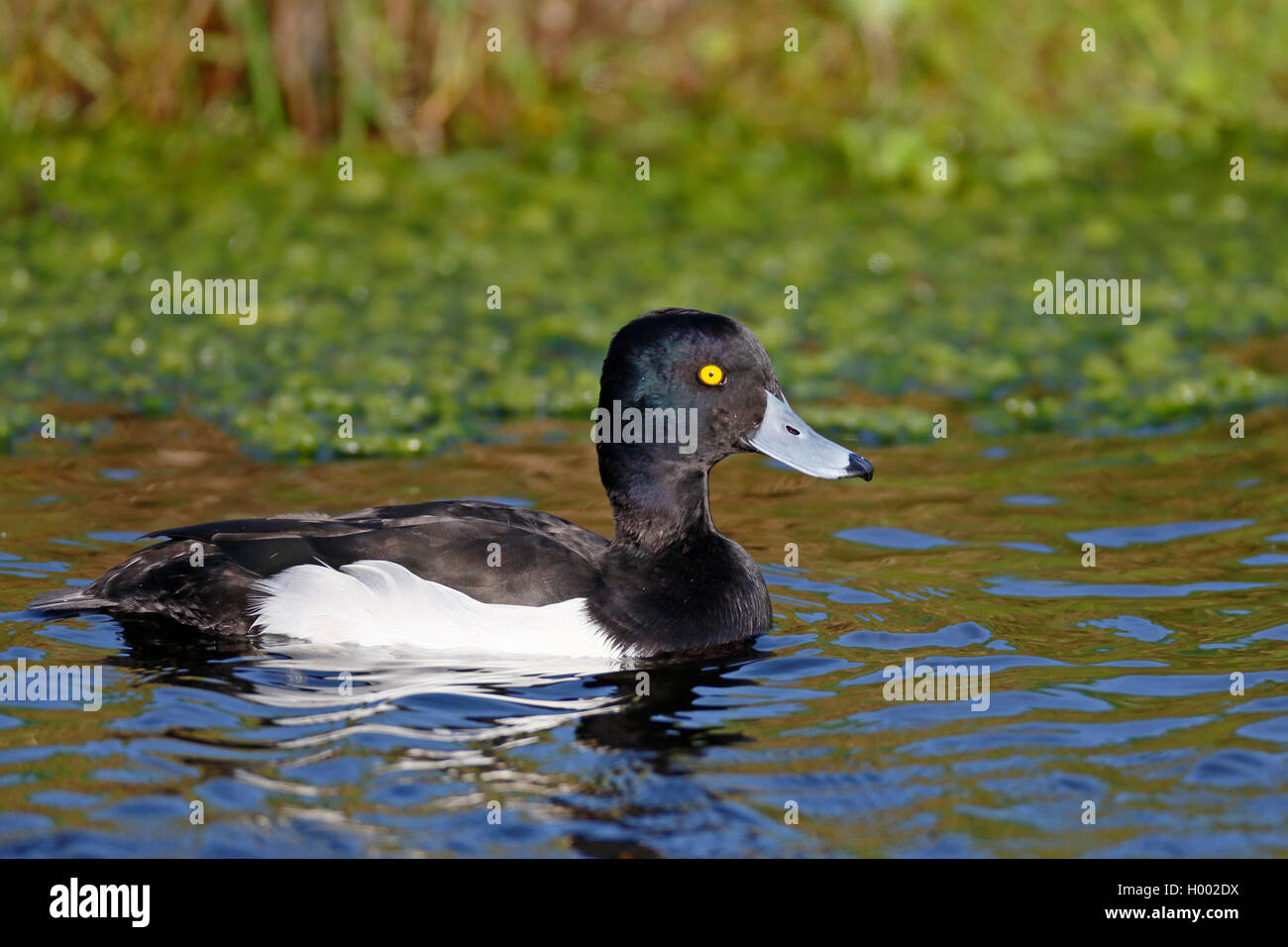 Duck side view hi-res stock photography and images - Alamy