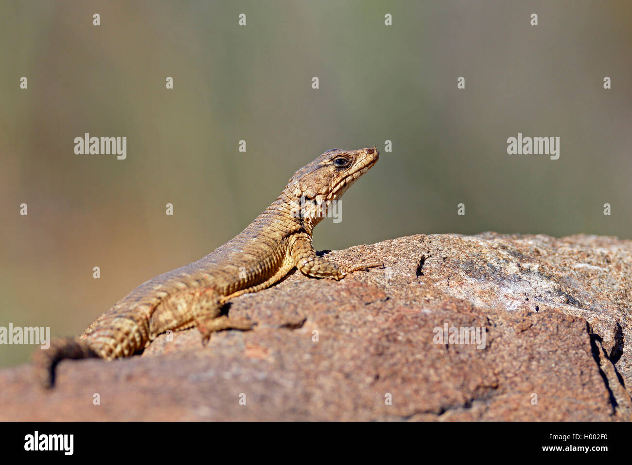 Giant lizards High Resolution Stock Photography and Images - Alamy