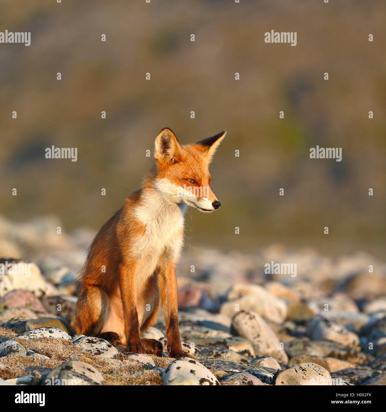 red fox (Vulpes vulpes), sitting in the stony fjell, Norway, Varanger ...