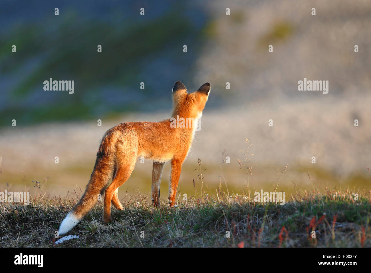 red fox (Vulpes vulpes), standing in the fjell, side view, Norway ...