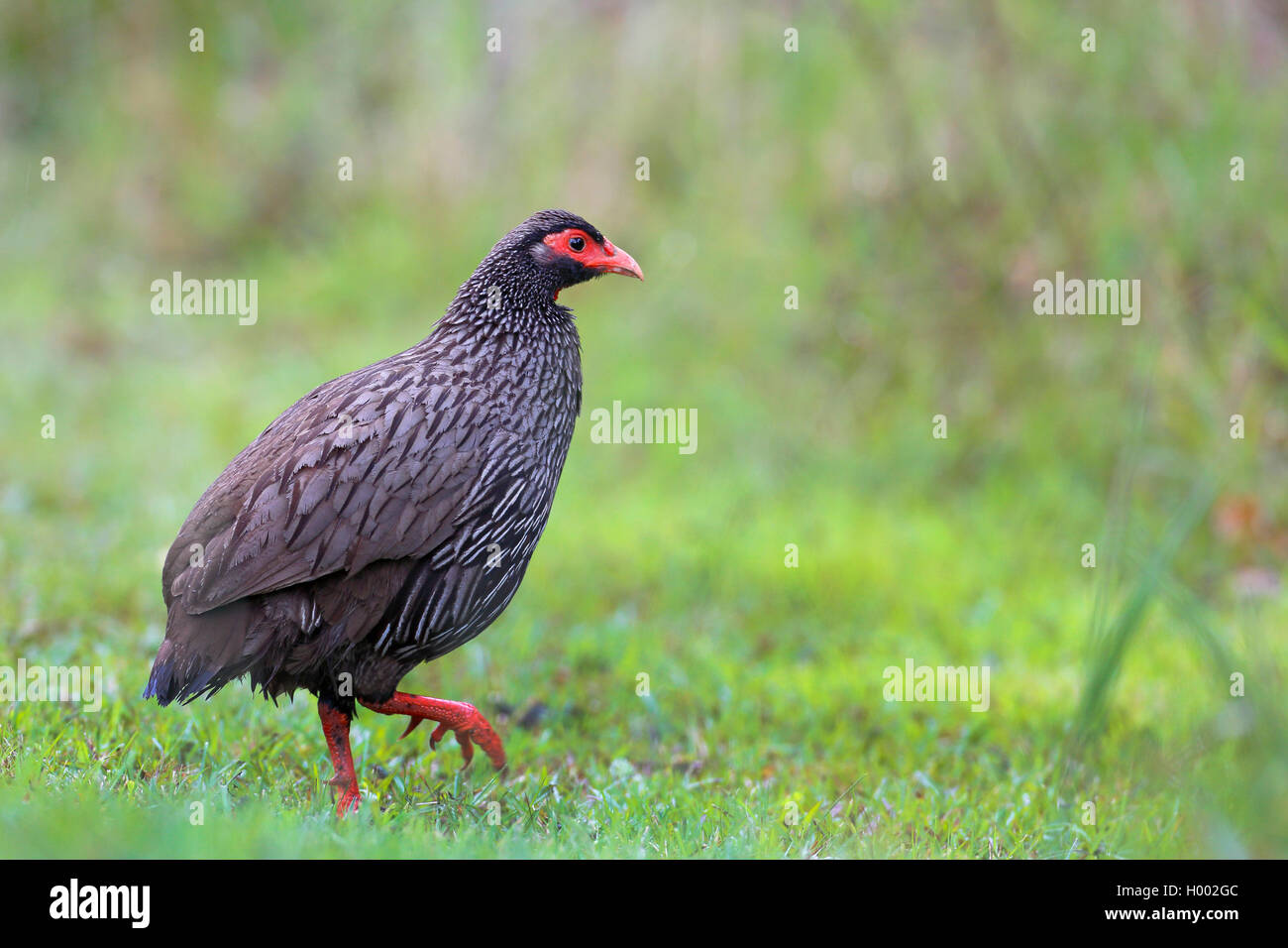 Francolinus afer hi-res stock photography and images - Alamy