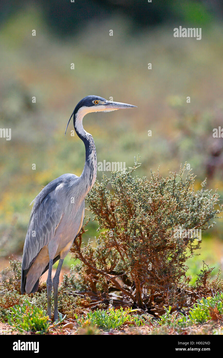 black-headed heron (Ardea melanocephala), looks for food in savanna ...