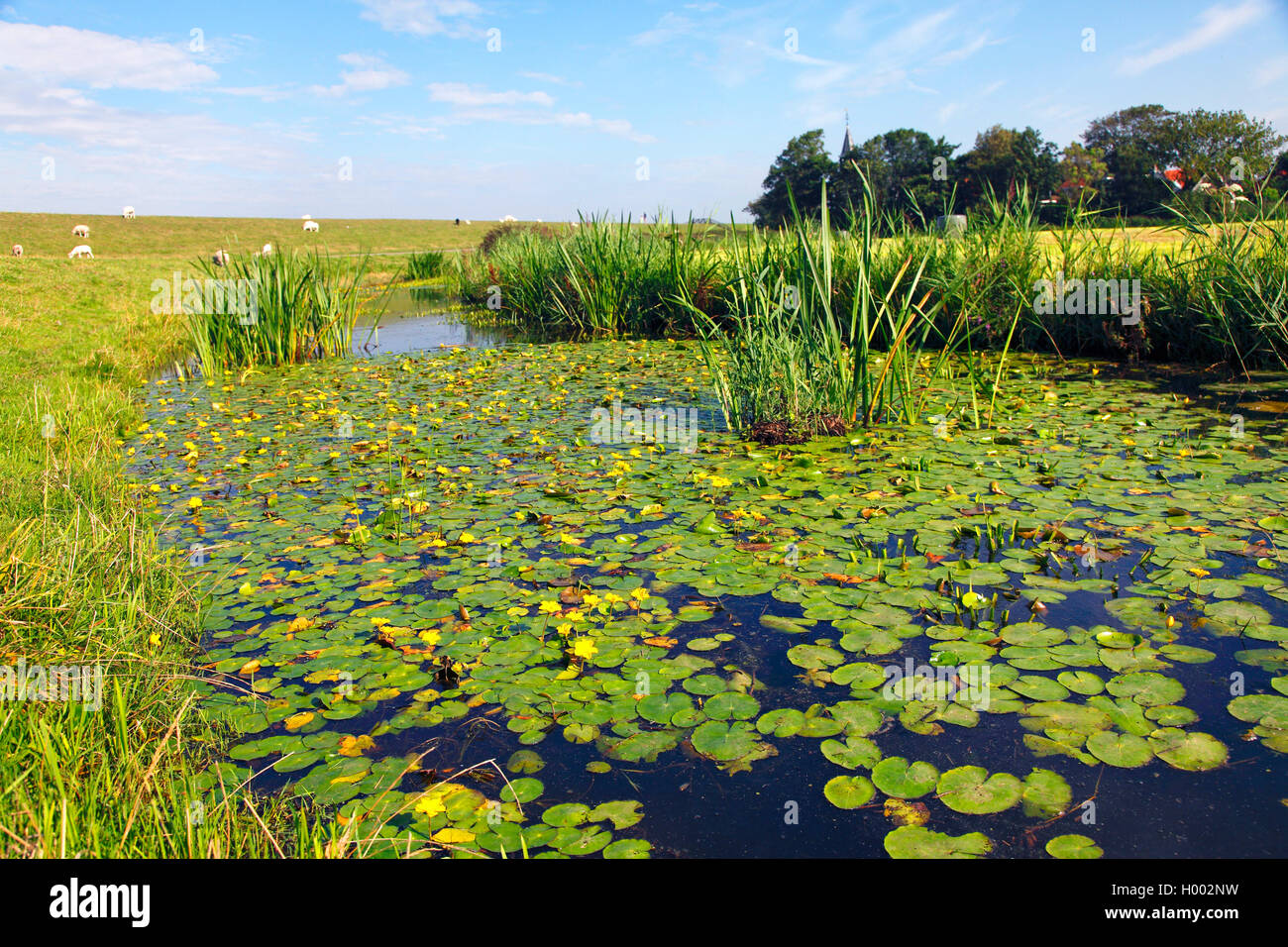 Yellow floating heart, Fringed Water Lily (Nymphoides peltata ...