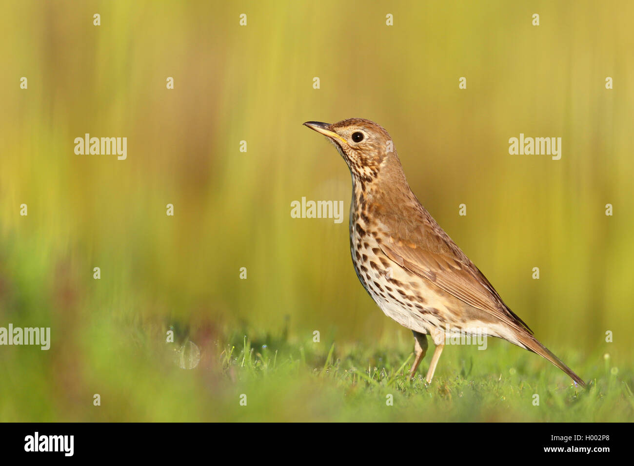 song thrush (Turdus philomelos), standing in grassland, side view ...