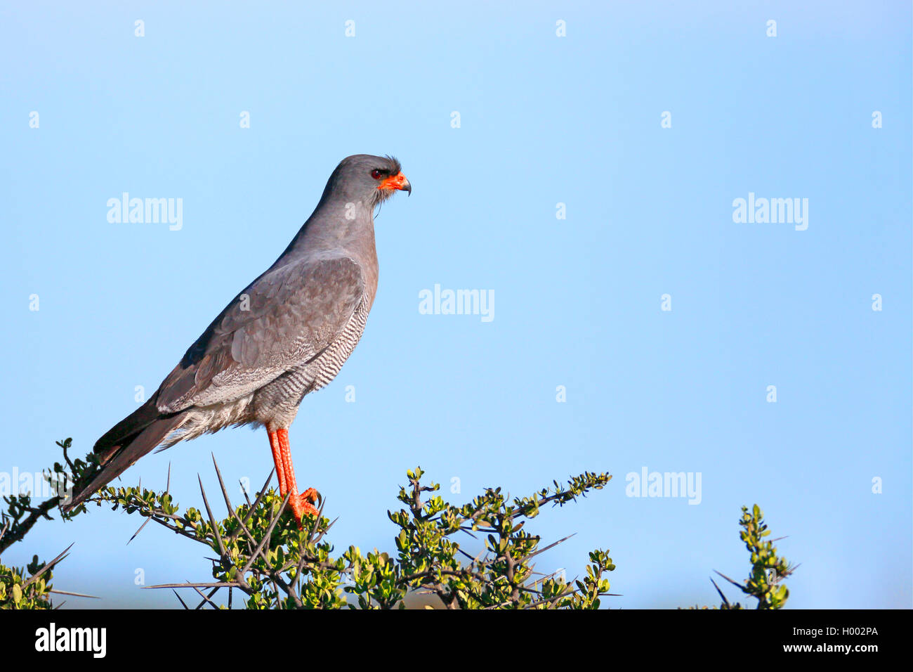 Goshawks of south africa hi-res stock photography and images - Alamy
