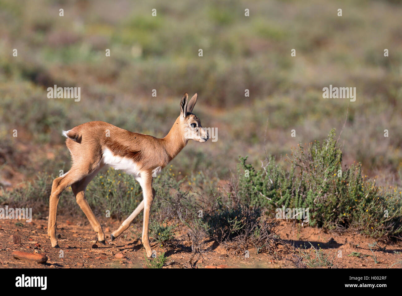 springbuck, springbok (Antidorcas marsupialis), walking young springbok ...