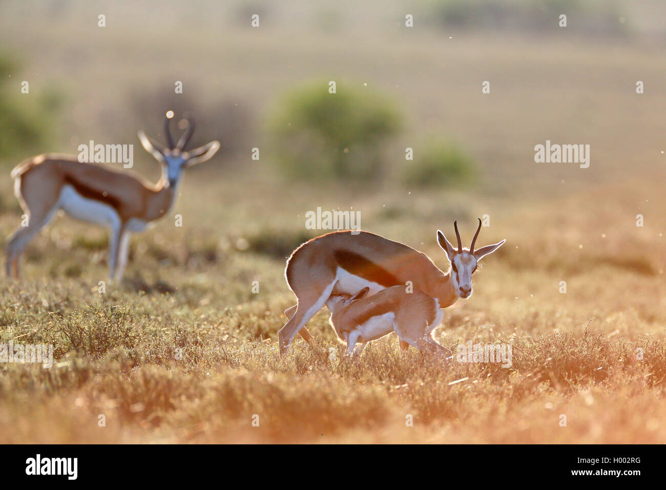 springbuck, springbok (Antidorcas marsupialis), female suckles fawn ...