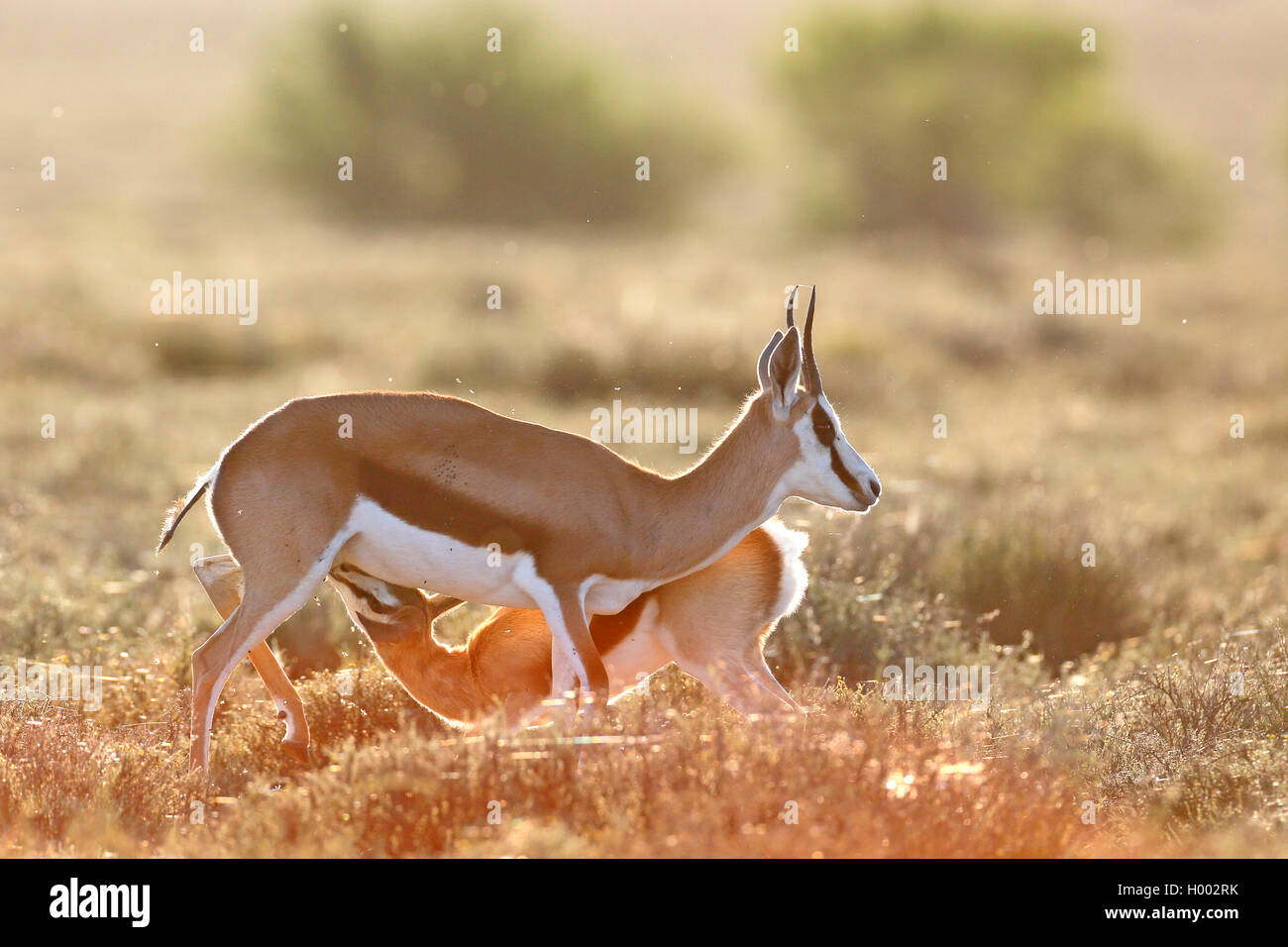 springbuck, springbok (Antidorcas marsupialis), female suckles fawn ...