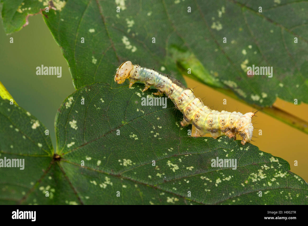 Maple Prominent (Ptilodon cucullina, Ptilodontella cucullina ...