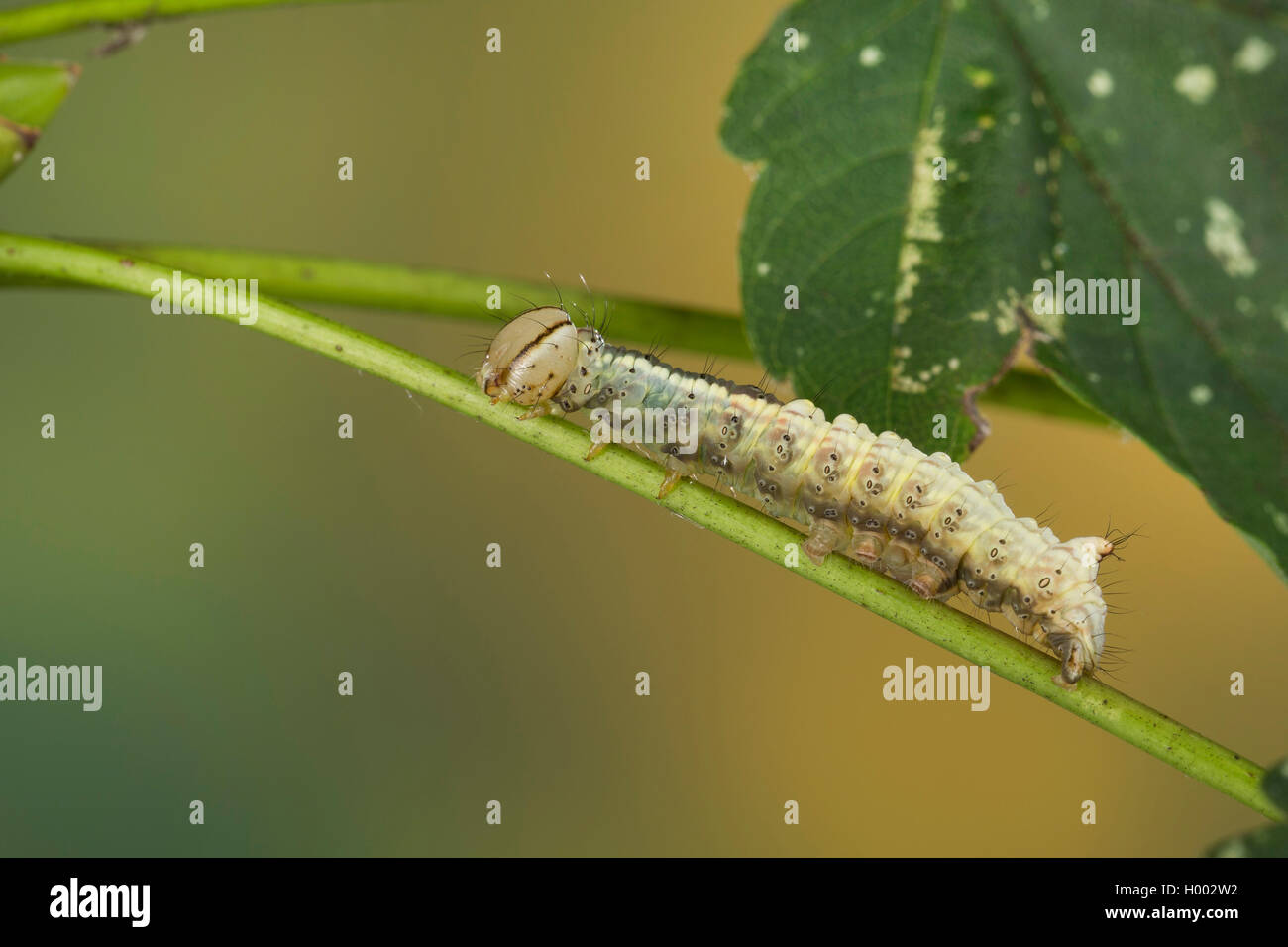 Maple Prominent (Ptilodon cucullina, Ptilodontella cucullina ...