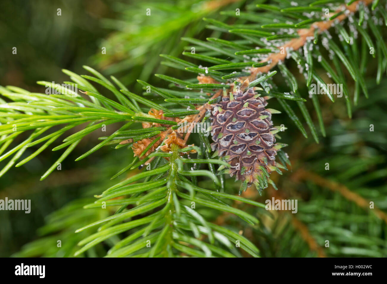 red larch gall adelgid, larch adelges, larch woolly aphid (Adelges spec ...
