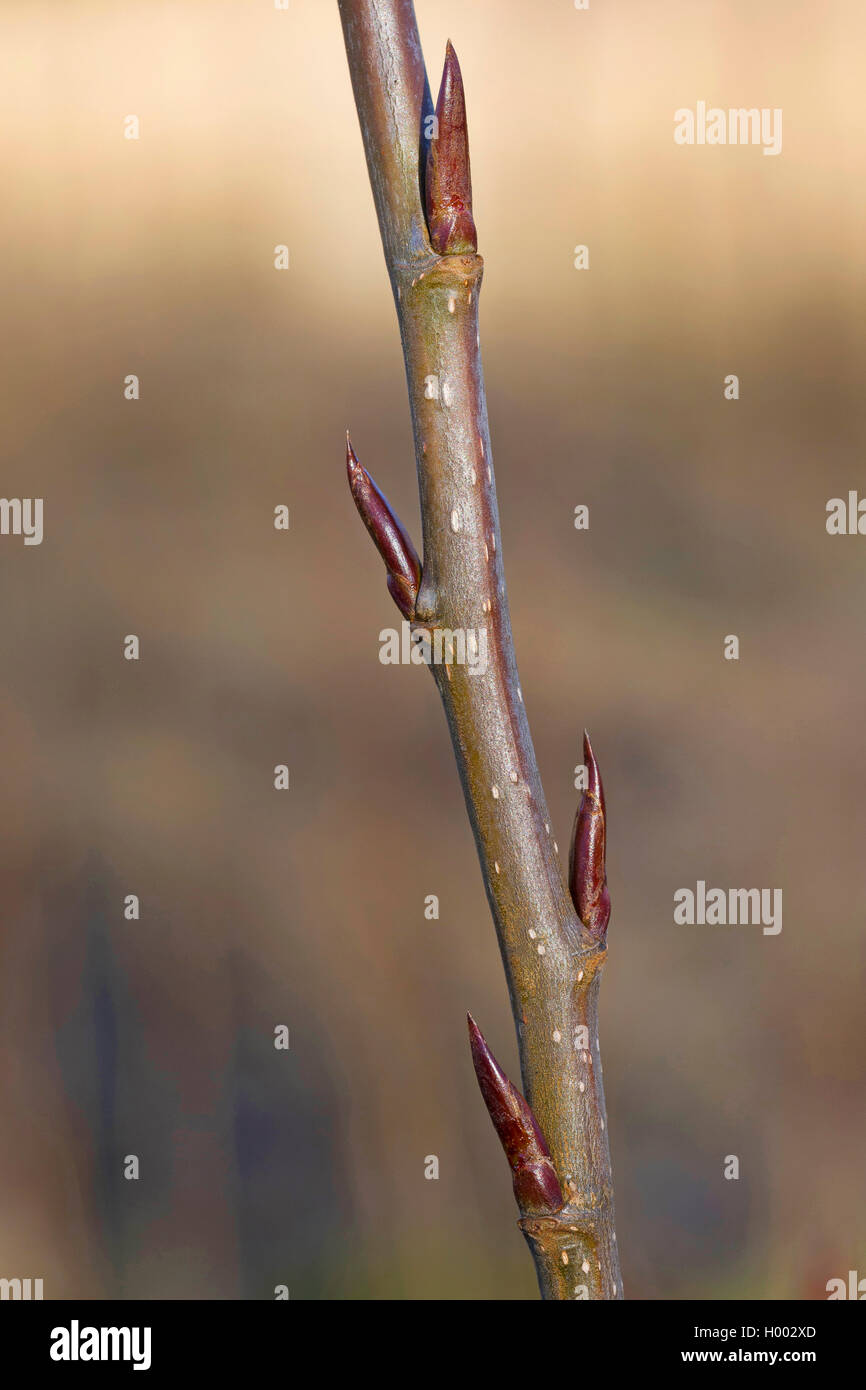 Poplar buds hi-res stock photography and images - Alamy