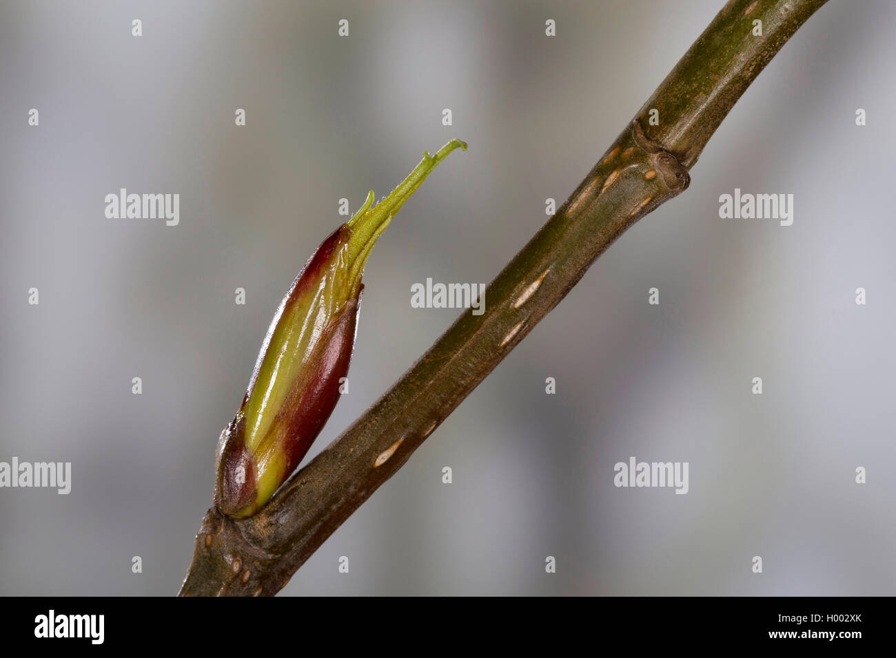 balsam poplar, balsam-poplar (Populus spec,), bud, Germany Stock Photo ...