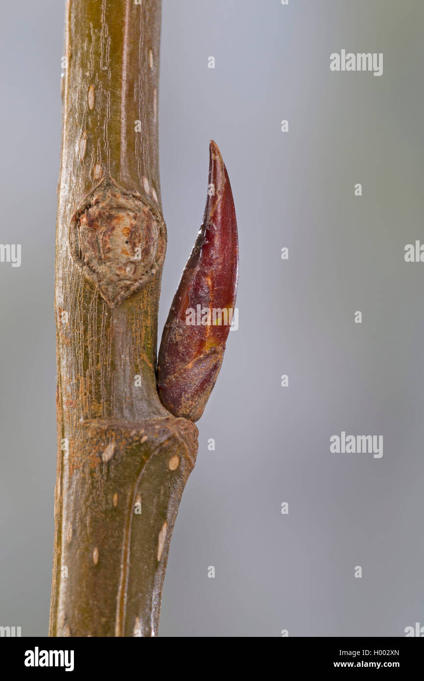 balsam poplar, balsam-poplar (Populus spec,), bud, Germany Stock Photo ...