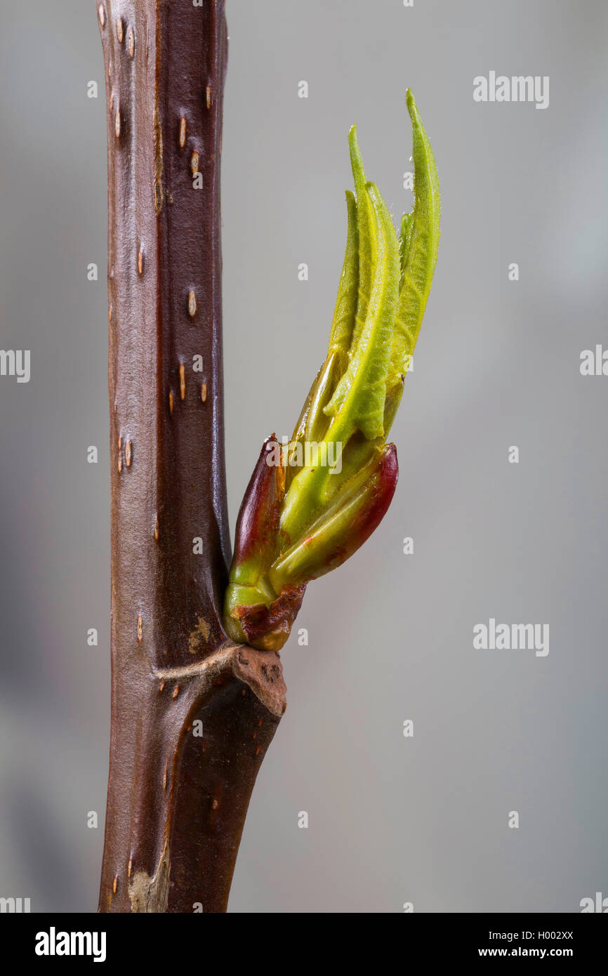 Poplar tree twigs populus hi-res stock photography and images - Alamy