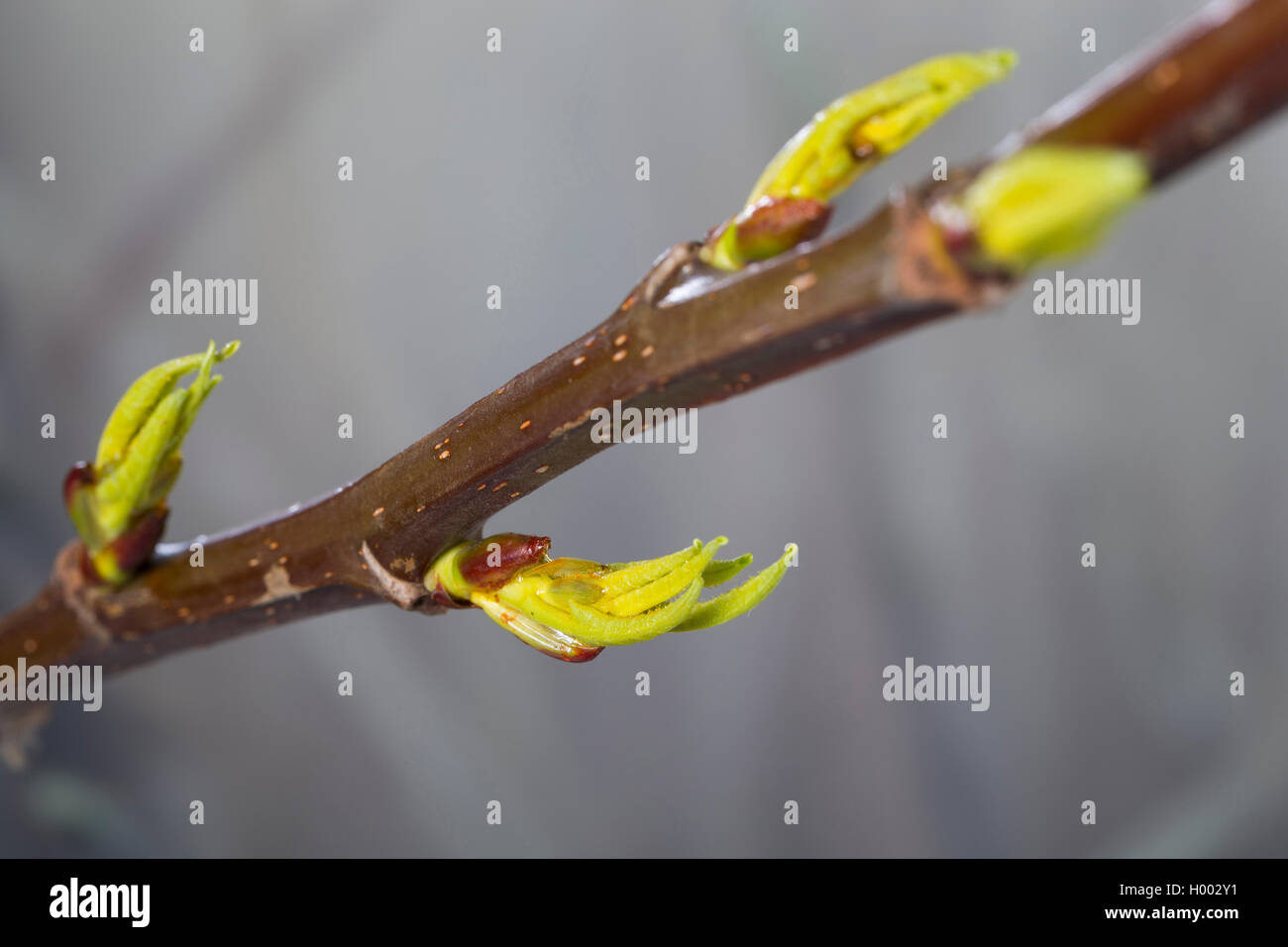 Balsam poplar trees hi-res stock photography and images - Alamy