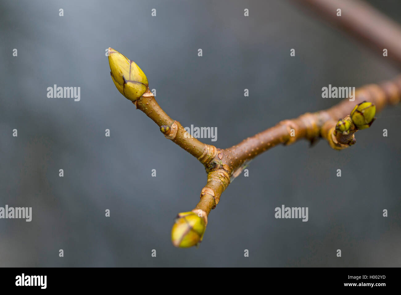 sycamore maple, great maple (Acer pseudoplatanus), buds, Germany Stock ... sycamore maple, great maple (Acer pseudoplatanus), buds, Germany Stock ...