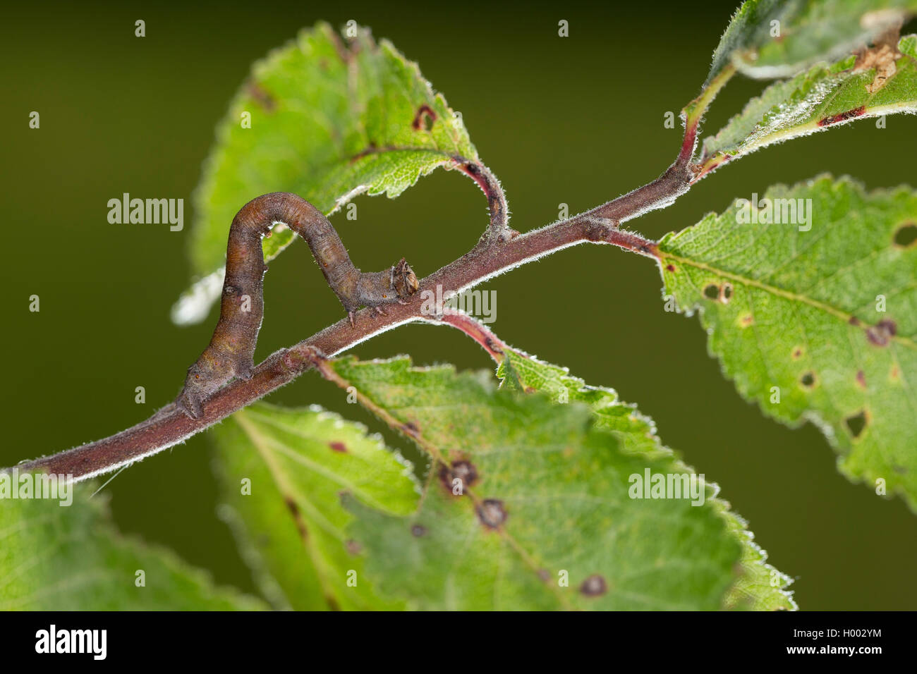 Peppered moth (Biston betularia, Biston betularius, Amphidasis ...