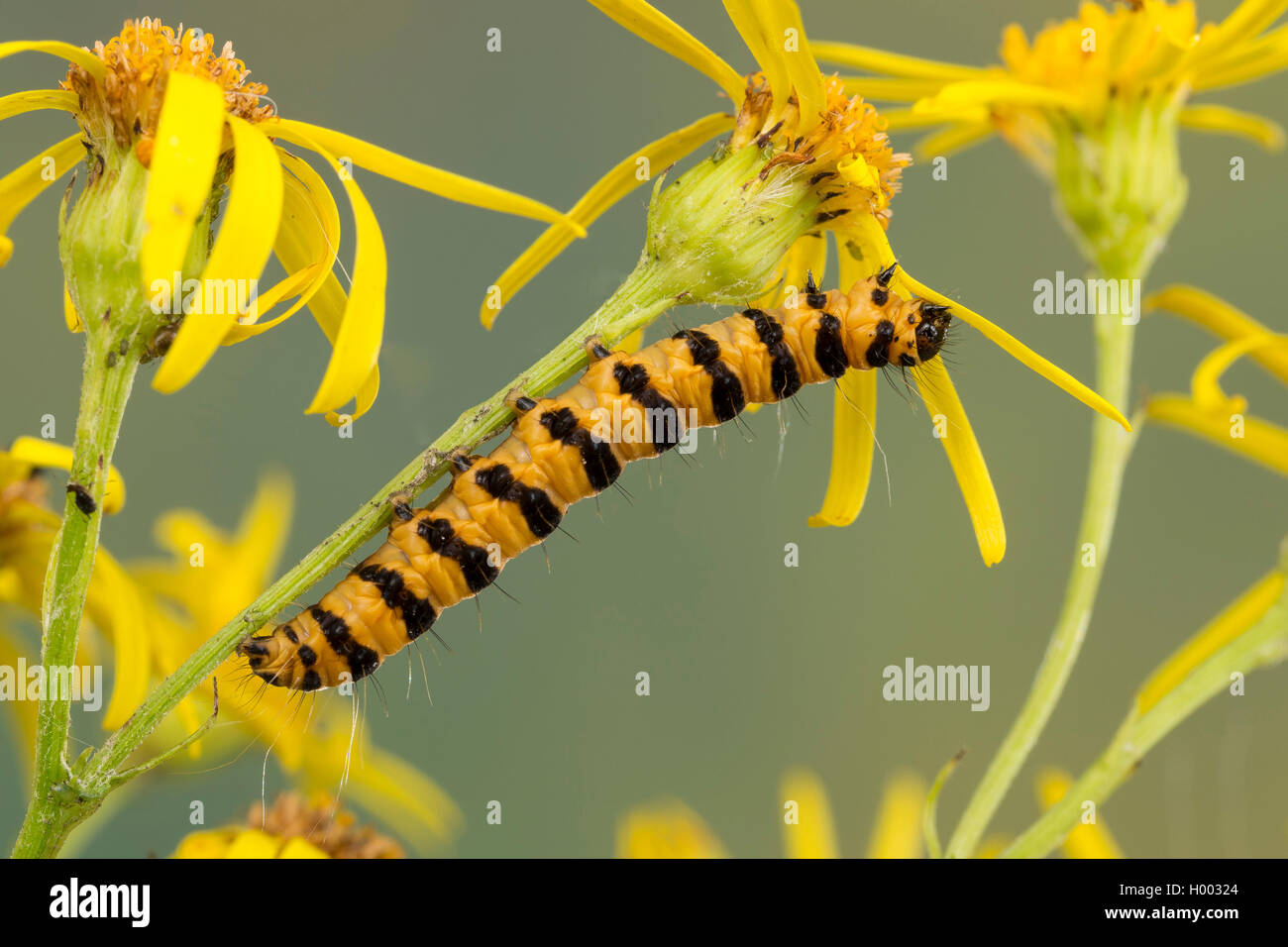 Cinnabar moth (Tyria jacobaeae, Thyria jacobaeae, Hipocrita jacobaeae ...