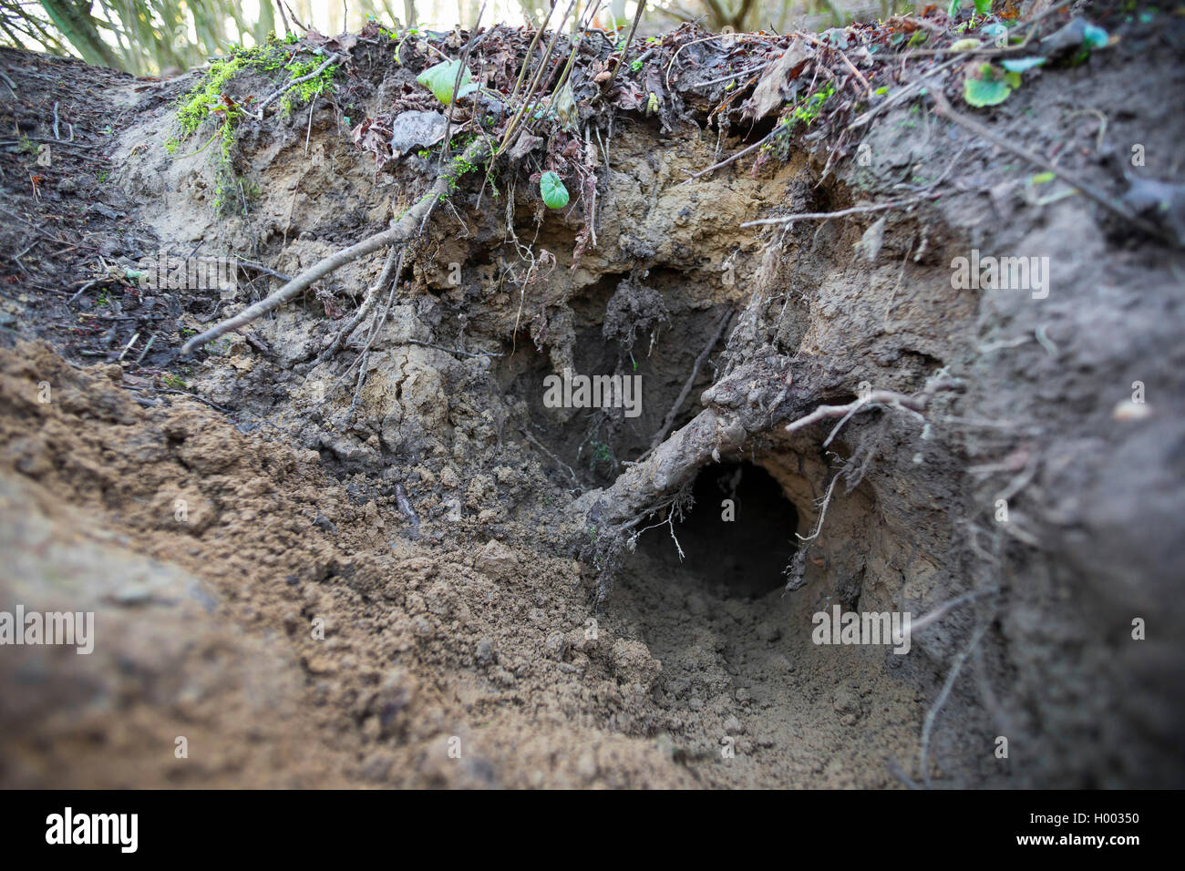 Old World badger, Eurasian badger (Meles meles), den entrance, Germany ...