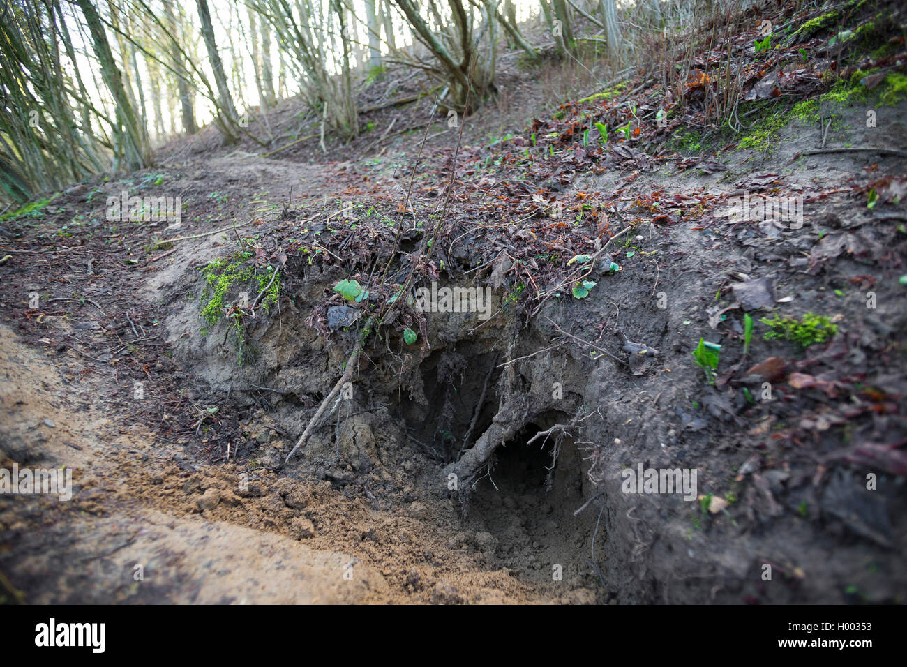 Old World badger, Eurasian badger (Meles meles), den entrance, Germany ...