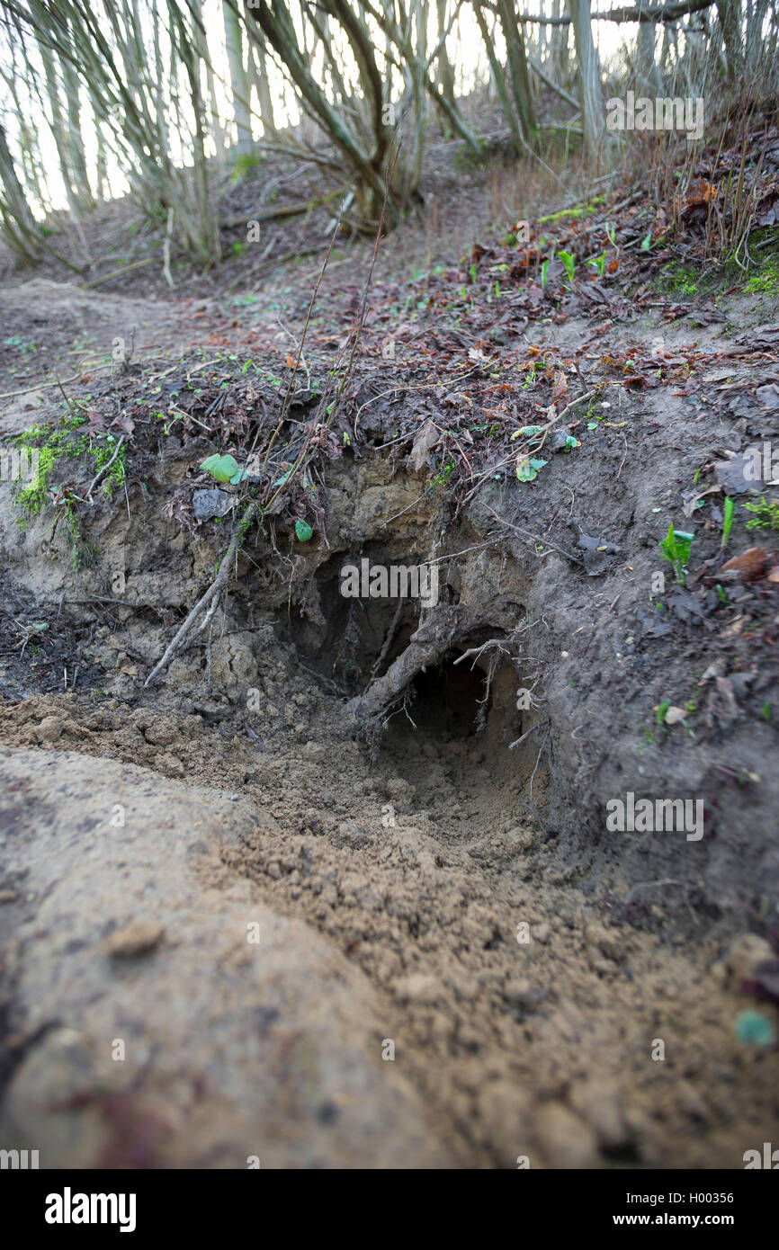 Old World badger, Eurasian badger (Meles meles), den entrance, Germany ...