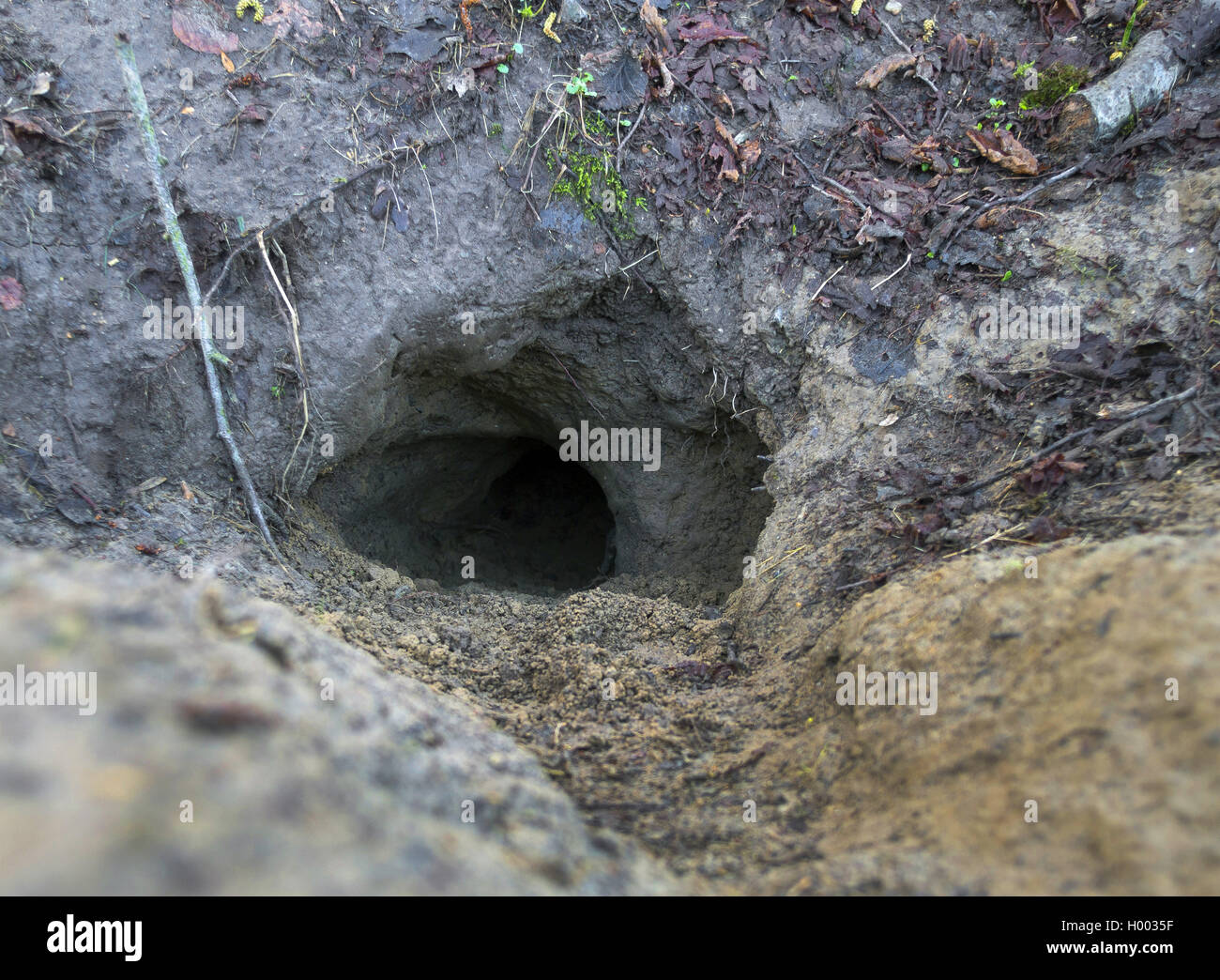 Old World badger, Eurasian badger (Meles meles), den entrance, Germany ...