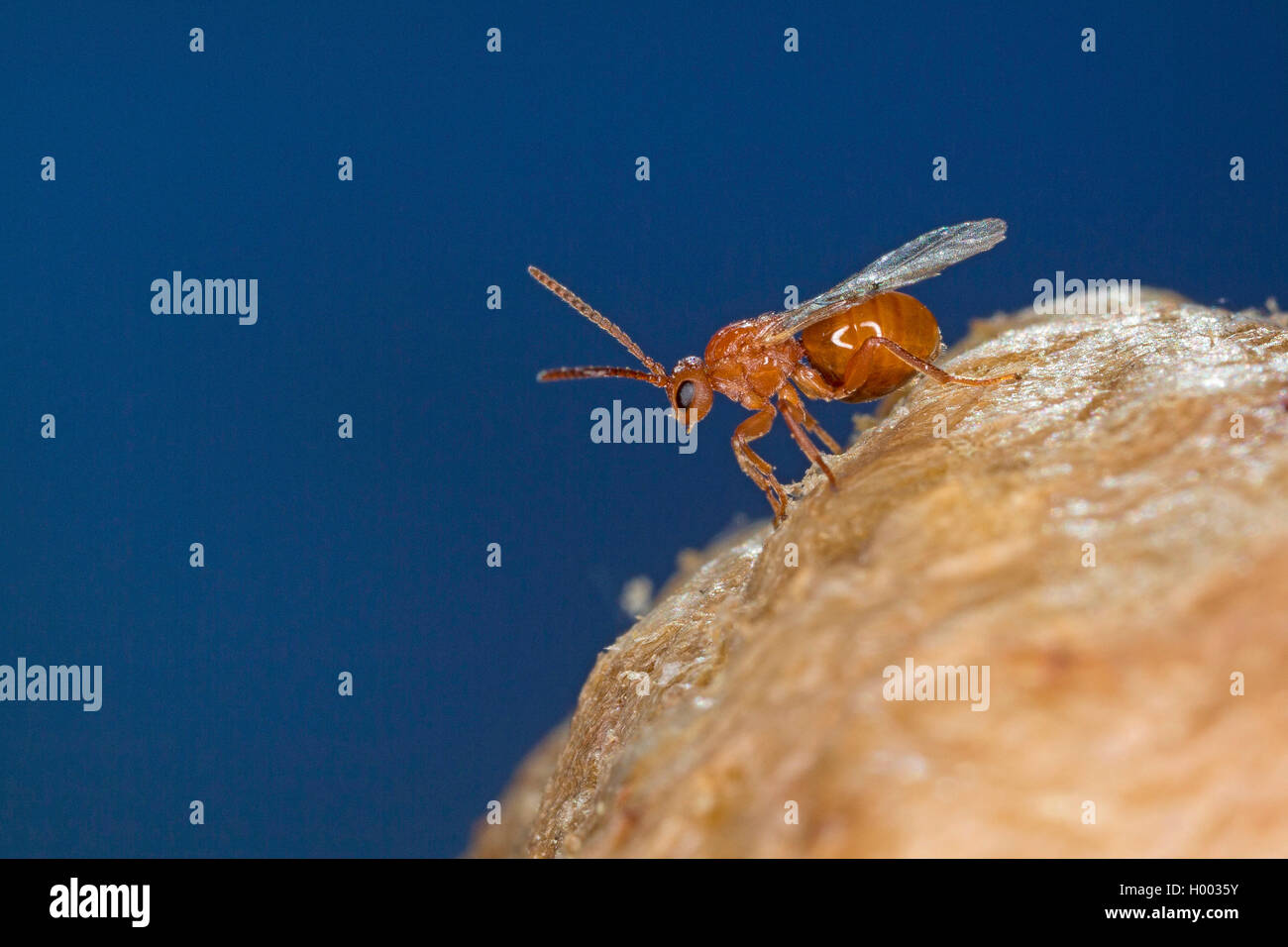 Gall wasp oak hi-res stock photography and images - Alamy