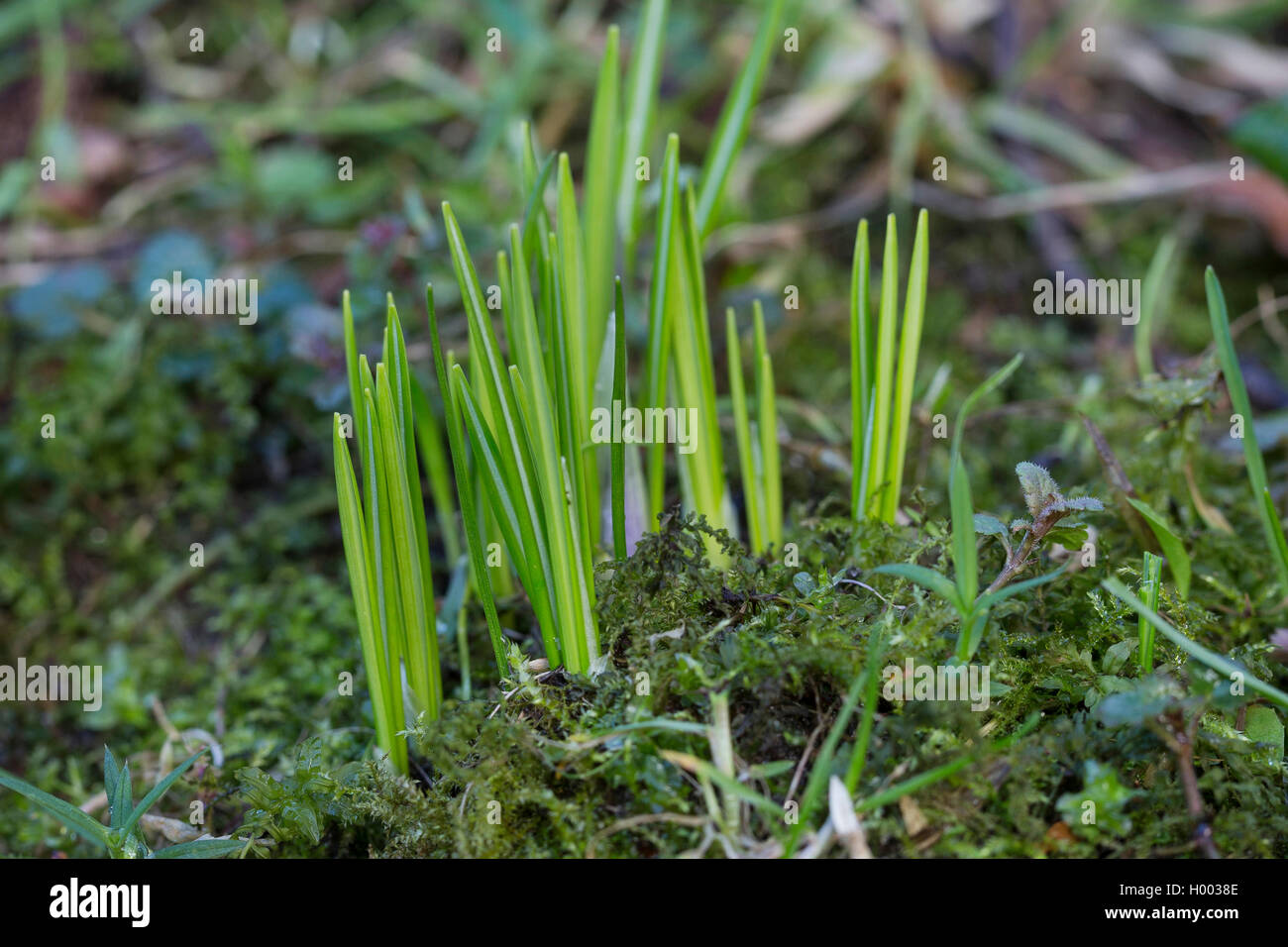 Early Crocus, Woodland crocus, Tomasini's crocus (Crocus tommasinianus ...