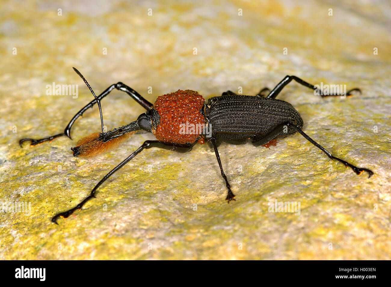 Rhinostomus barbirostris hi-res stock photography and images - Alamy