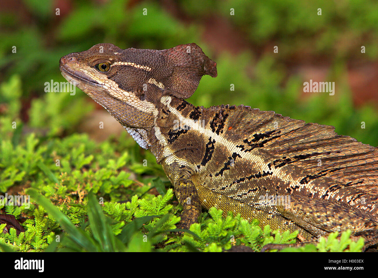 Common basilisk (Basiliscus basiliscus), Portrait, male, Costa Rica ...