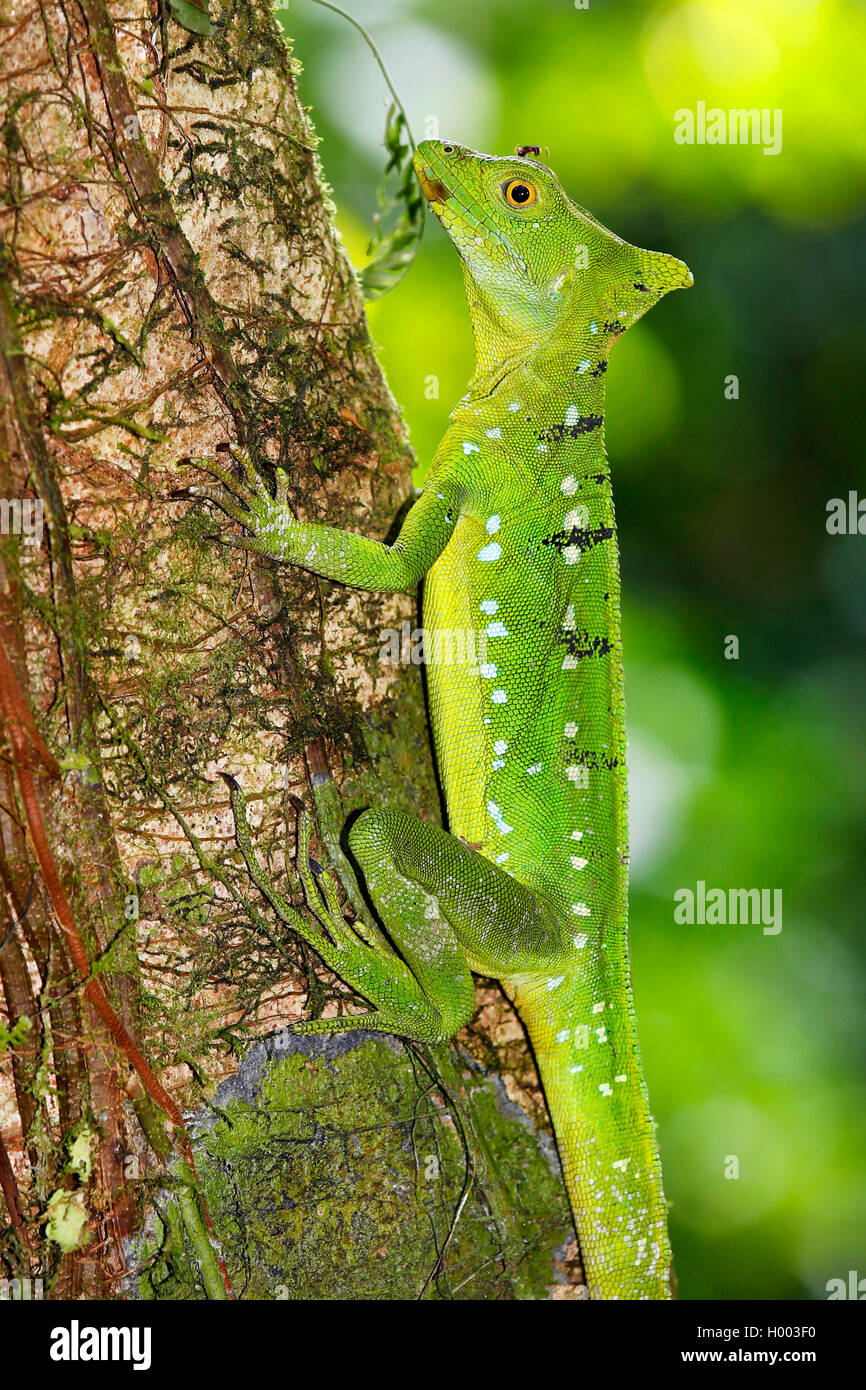 green basilisk, plumed basilisk, double-crested basilisk (Basiliscus ...