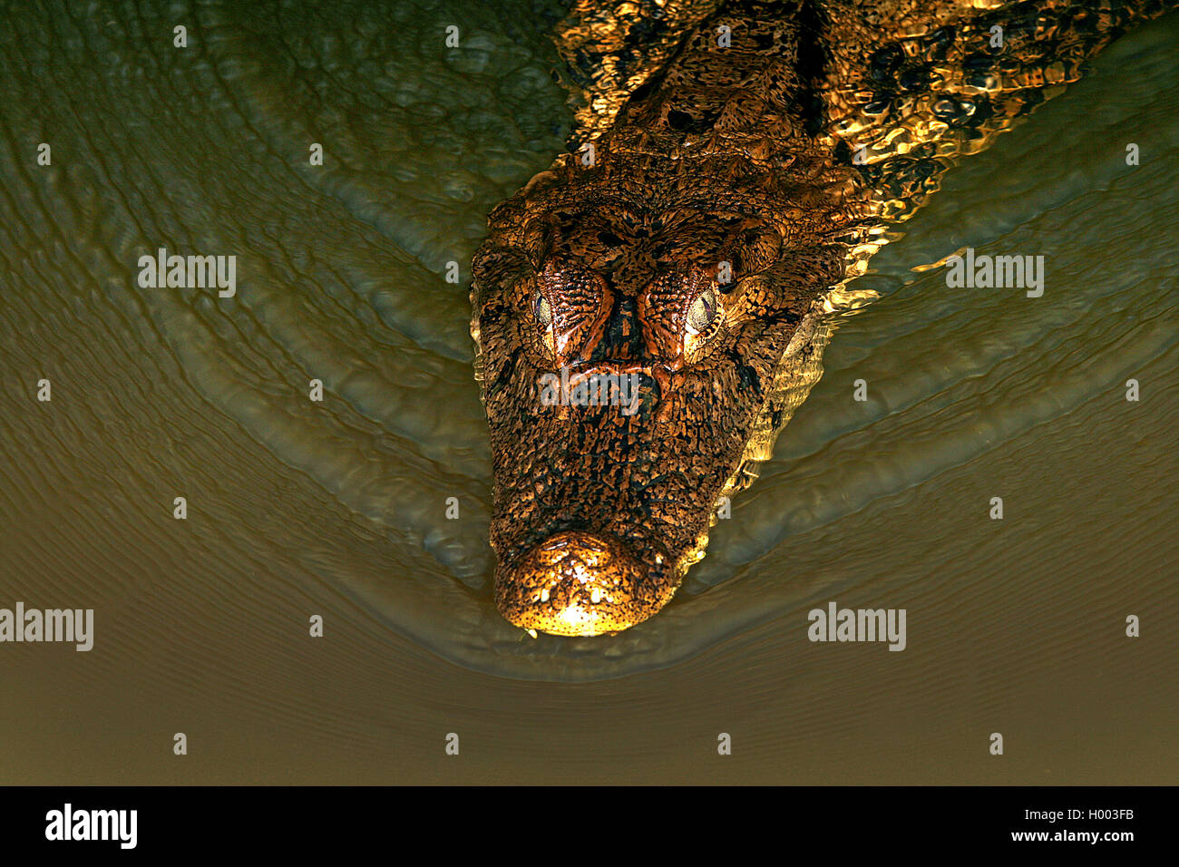 spectacled caiman (Caiman crocodilus), Portrait , Costa Rica Stock ...