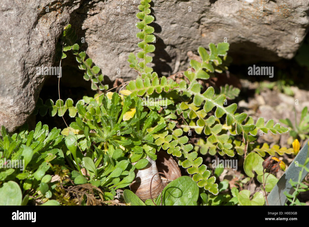 Common spleenwort, Rustyback (Asplenium ceterach, Ceterach officinarum ...